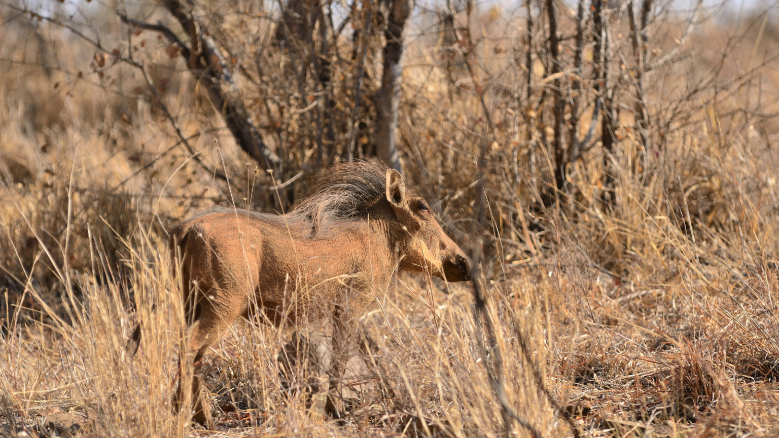 Kruger Wildlife Gateway: Lower Sabie Rest Camp - Tembo Lodge